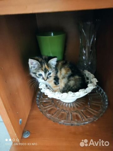 Котята в добрые руки бесплатно