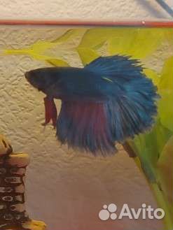 Рыбка петушок