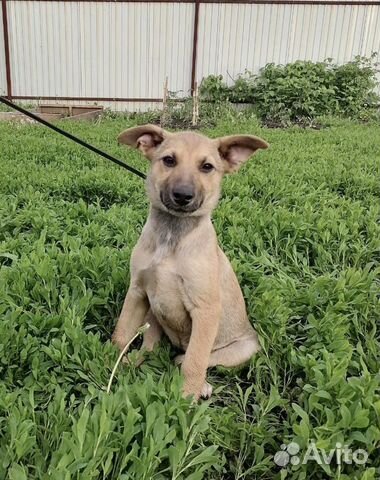 Собаки бесплатно