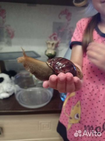 Улитка ахатина