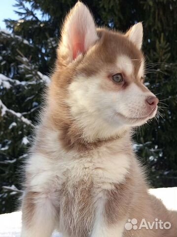 Помски кобель красно-белый