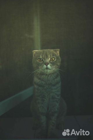 Шотландская вислоухая кошка