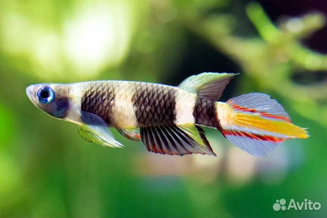 Рыбки щучка факельная, эпиплатис