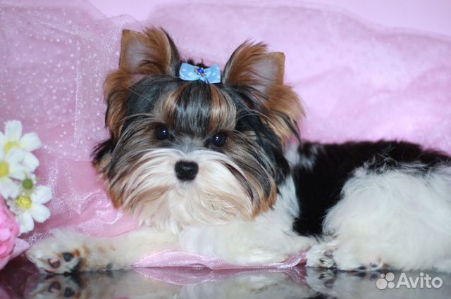 Самый, самый красивый мальчик