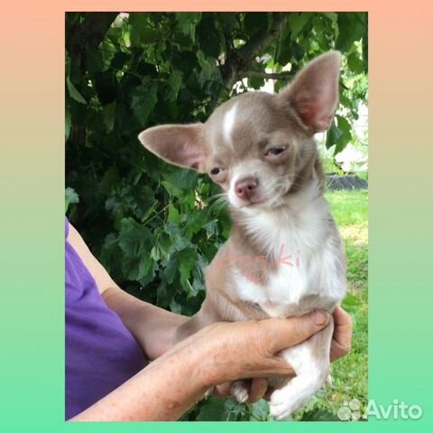 Лиловая не крупная девочка чихуахуа