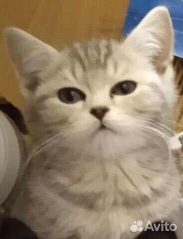 Шотландский котенок