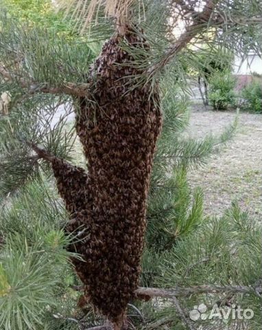 Снимем пчелиный рой