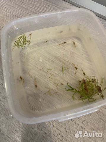 Аквариумные креветки