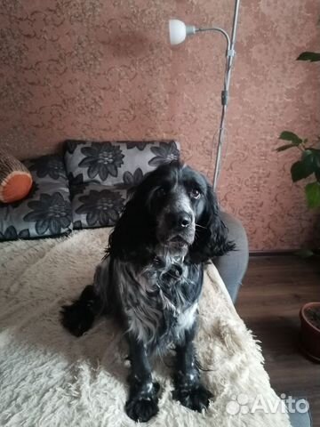 Русский Спаниель вязка