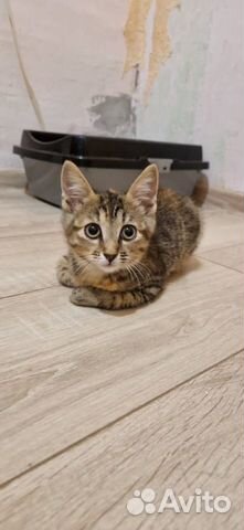 Трехцветный котенок девочка малышка