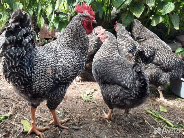 3 курицы и петух