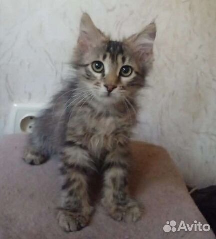 Котёнок в добрые руки, девочка