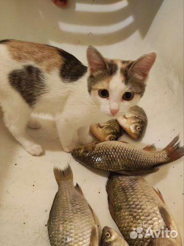 Мурёна в добрые руки