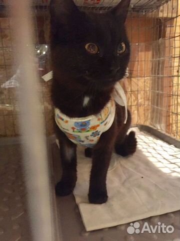 Кошка Черника