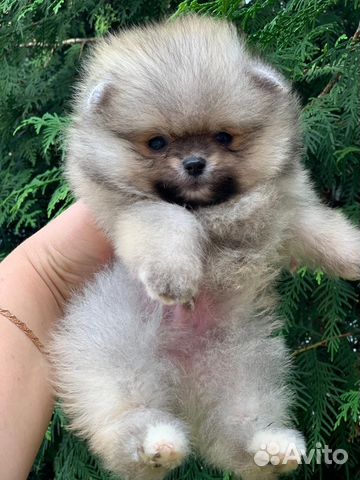 Шпиц крошка на ладошке