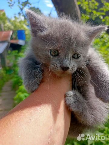 Британские котята короткошерстные