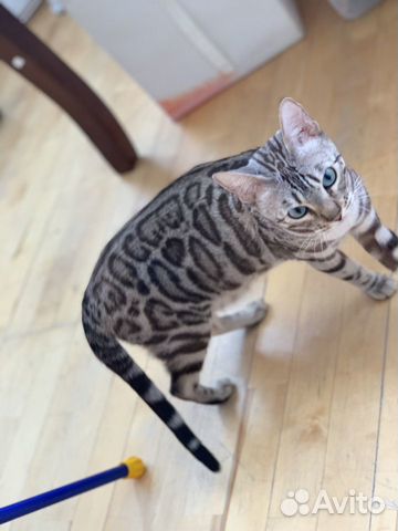 Бенгальская