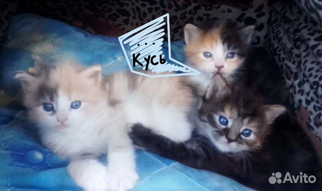 Игривые котята Невской маскарадной