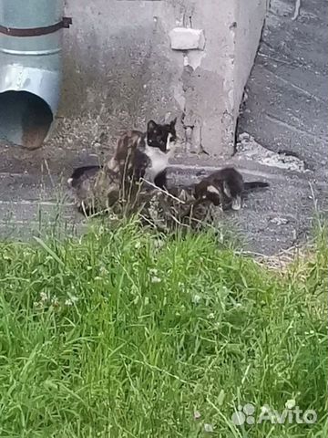 Котята и мамочка кошка ищут свой дом