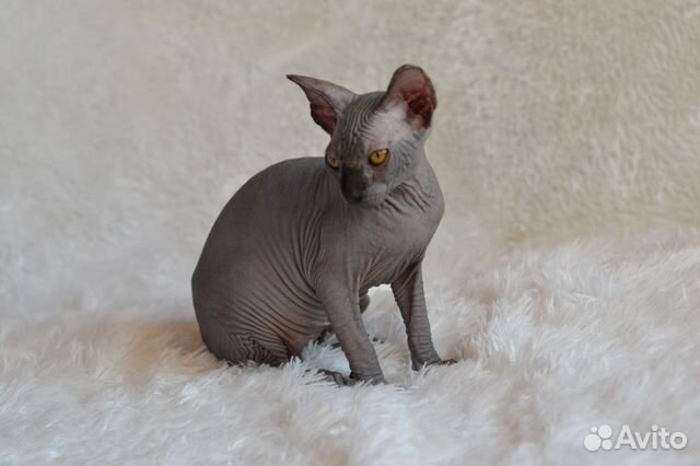 Девчушка 2,5 мес