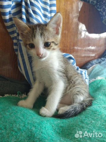 Кошки в добрые руки