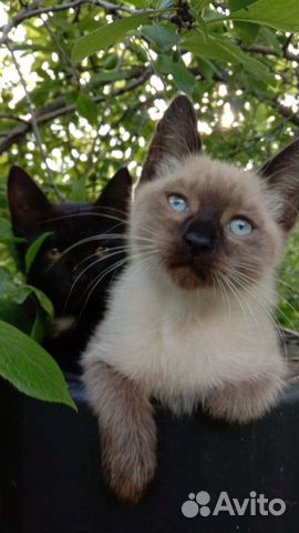 Котята балинез