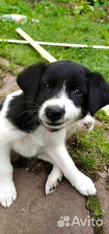 Щенки в добрые руки