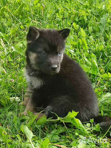 Щенки немецкой овчарки