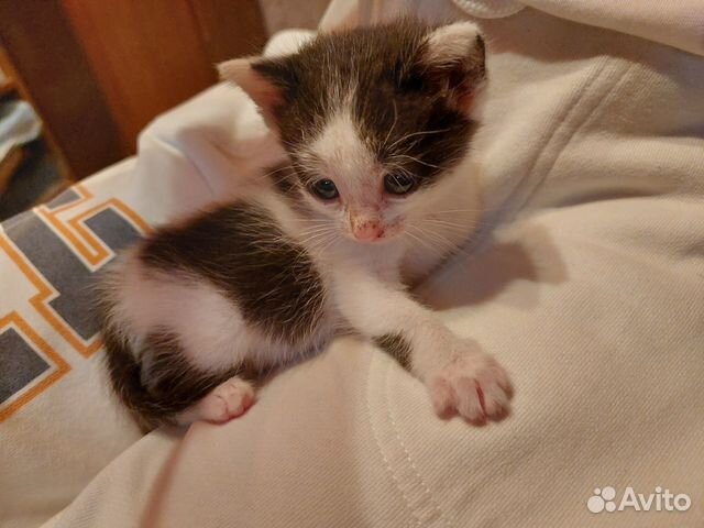 Отдам котёнка в добрые руки