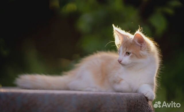 Норвежский лесной котик