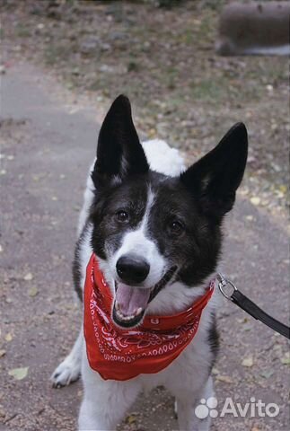 Спасите Тимона из приюта