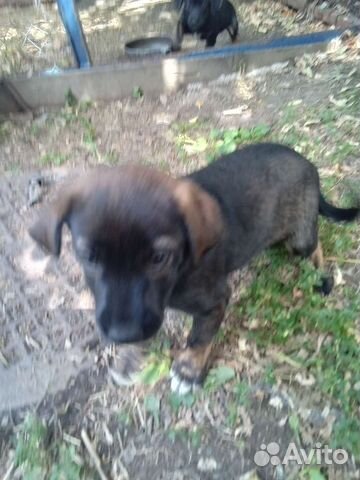 Собаки бесплатно в добрые руки щенки