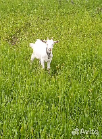 Коза и 2 козлёнка