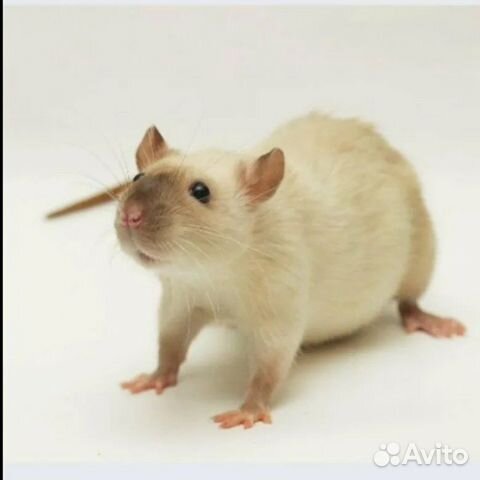 Крысеныш дамбо (сиамский окрас)