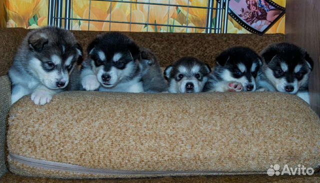 Аляскинский маламут