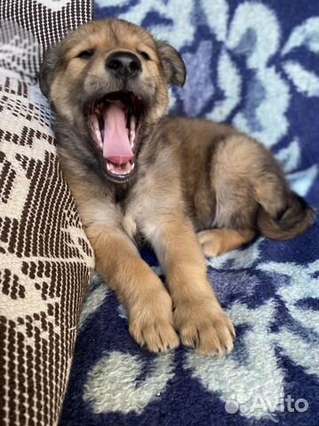 Щенок в добрые руки