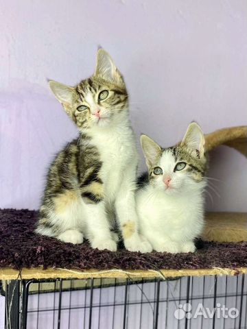 Лесные котята в добрые руки