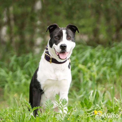 Метис стаффордширского терьера Джесс