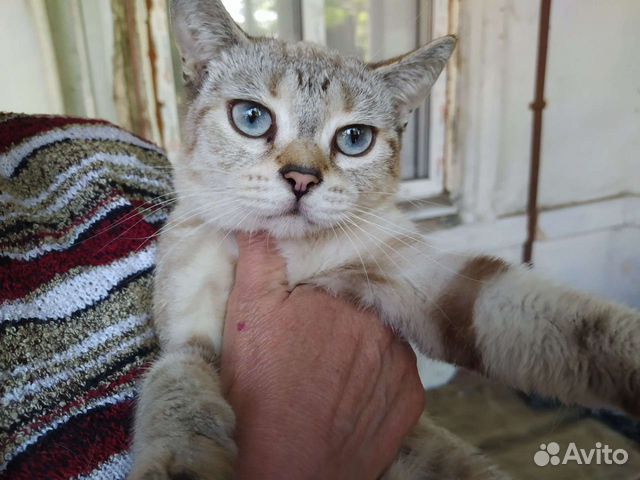 Голубоглазая кошка осталась без попечения