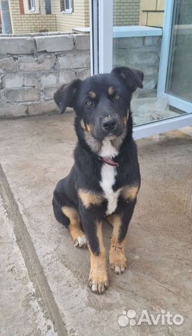 Немецкая овчарка девочка