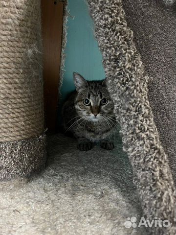 Кошка