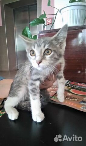 Котёнок