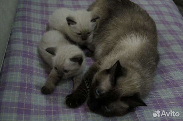 Сиамские котята