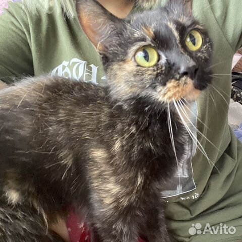 Отдам в добрые руки кошка