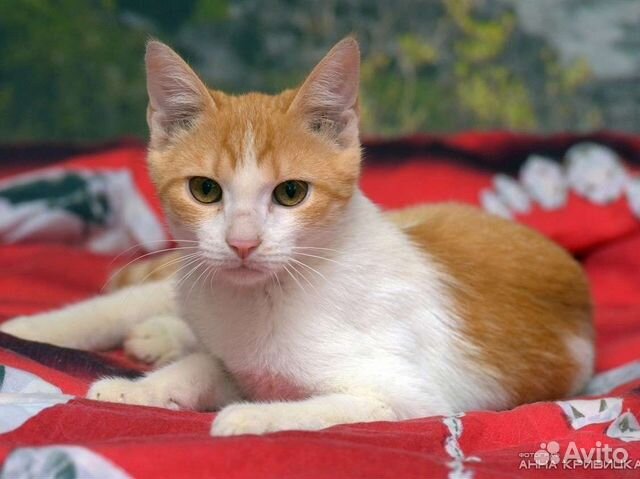 Котенок в добрые руки