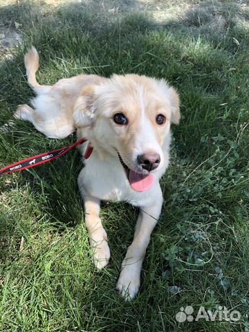 Милая красавица Стефания ищет дом