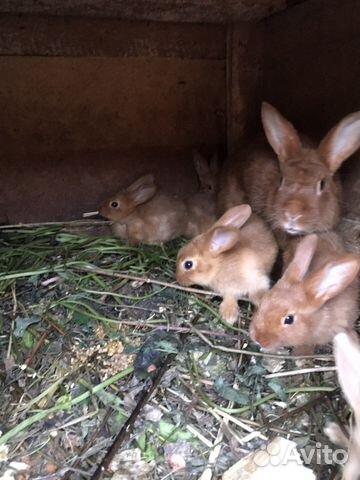 Новозеландский красный кролики