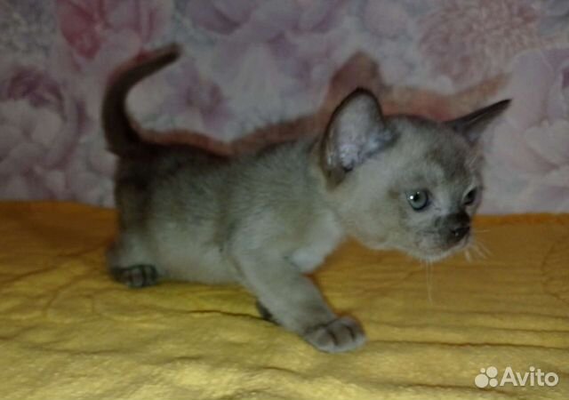 Котята бурманские