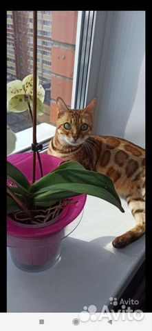 Бенгальские котята девочка