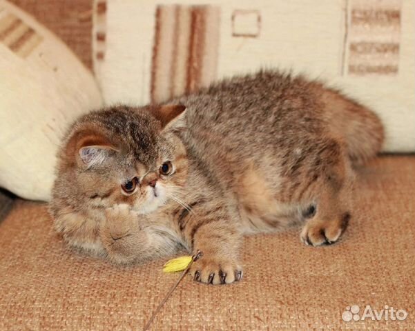 Кошка экзот